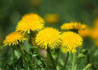 Dandelion Herb Profile | Kiwiherb New Zealand
