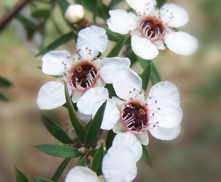 Kiwiherb │ Your natural best